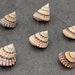 Coronate Prickly Winkle Seashells tectarius Coronatus 6 Shells Approx ...