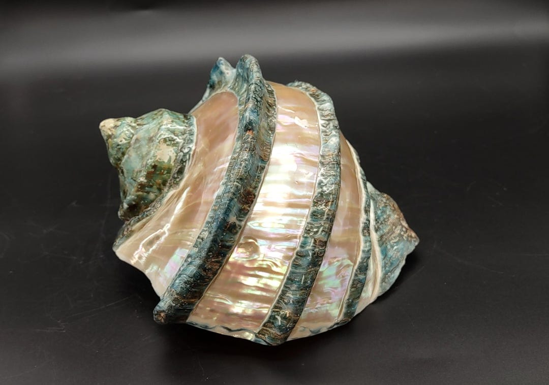 Giant Banded Turbo Shell Turbo Marmoratus (1 Shell Approx. 7L X 4.5H X ...