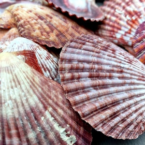 Calico Atlantic Scallop Seashells Argopecten Gibbus 10 Shells Approx. 2 ...
