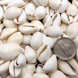 White Cowrie Seashells Cypraea Annulus (40+ Shells Approx. 0.5+ Inch ...