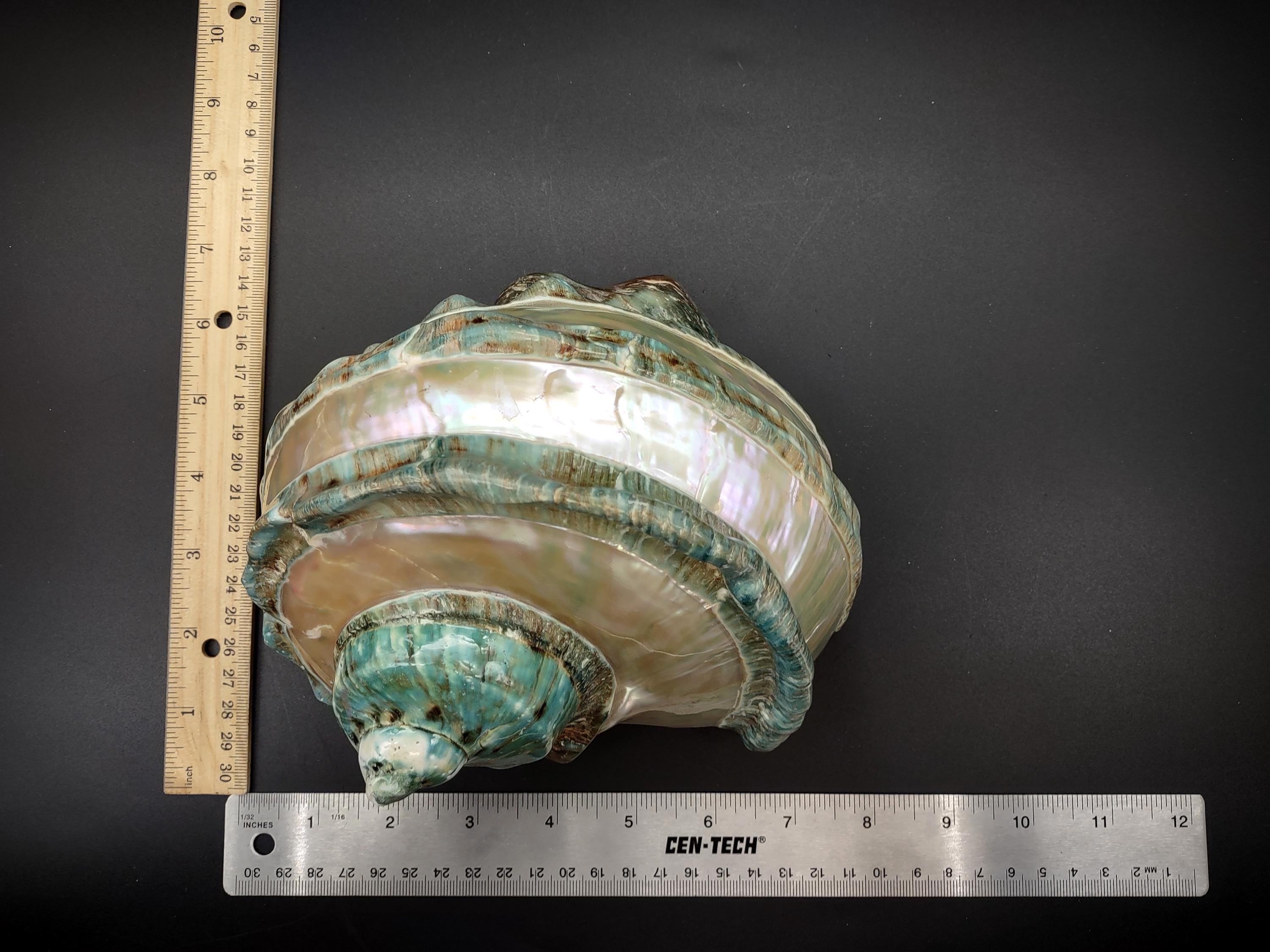 Giant Banded Turbo Shell Turbo Marmoratus (1 Shell Approx. 7L X 4.5H X ...