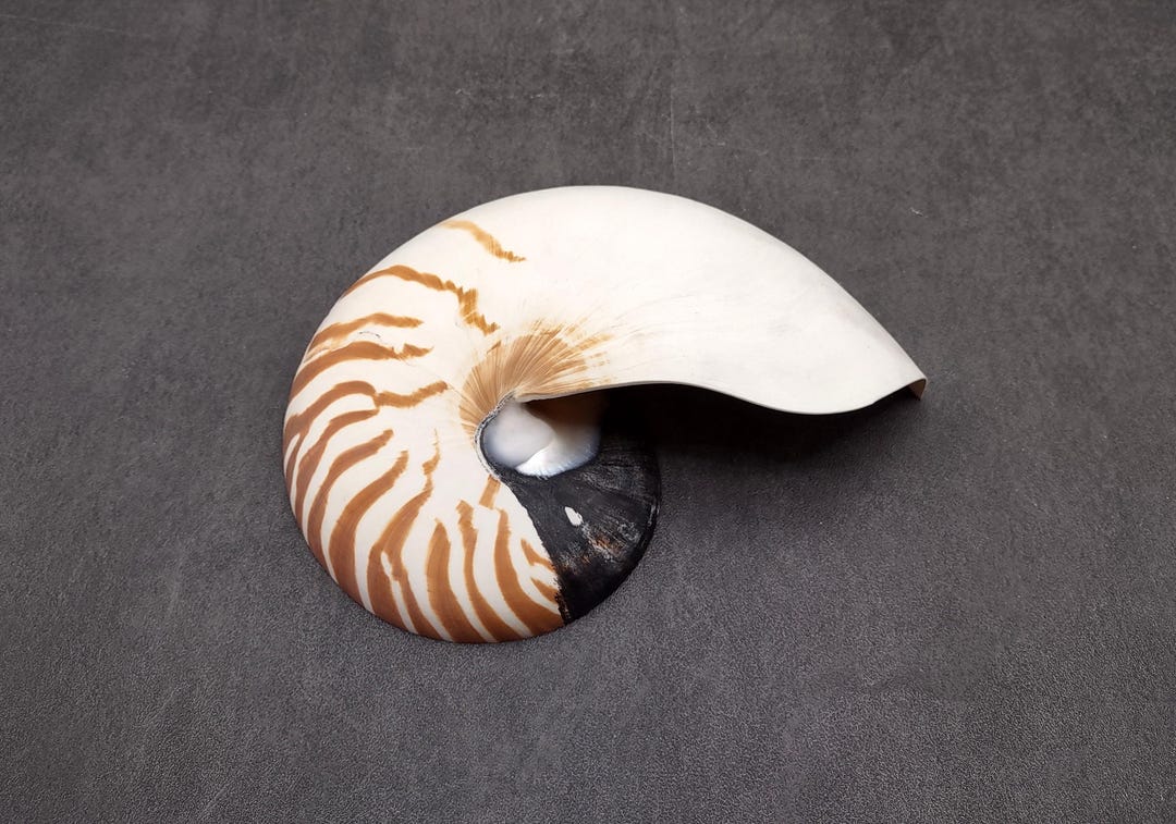Natural Nautilus Seashell Right Cut Single Half Nautilus Pompilius 1 ...