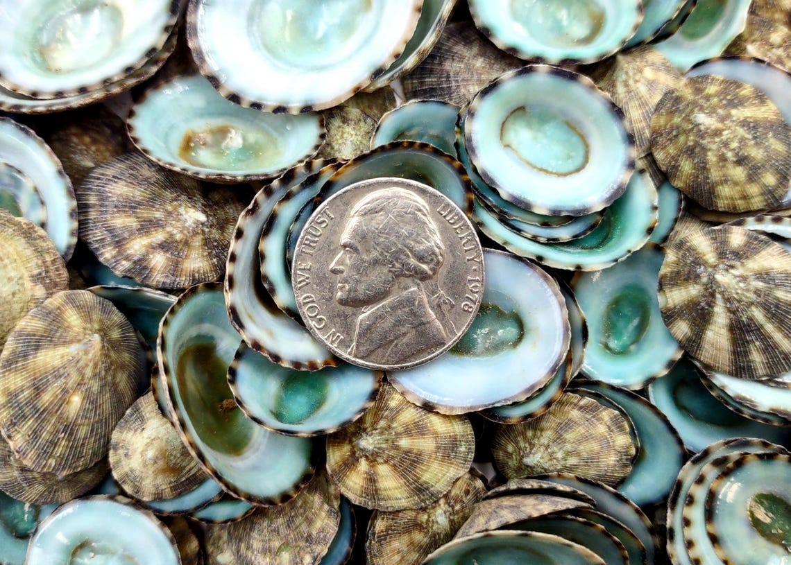 Green Limpet Seashells Sutorria Mesoleuca (1 Cup Approx. +/-220 Shells ...