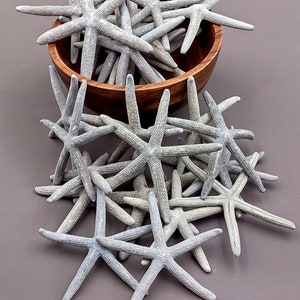 Blue Grey Finger Starfish Linckia Laevigata (3 Starfish Approx. 3 ...