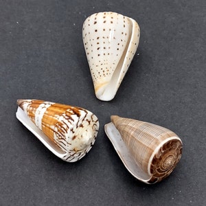 Large Cone Seashell Assortment 3 Shells Approx. 2.5 Inches - Etsy