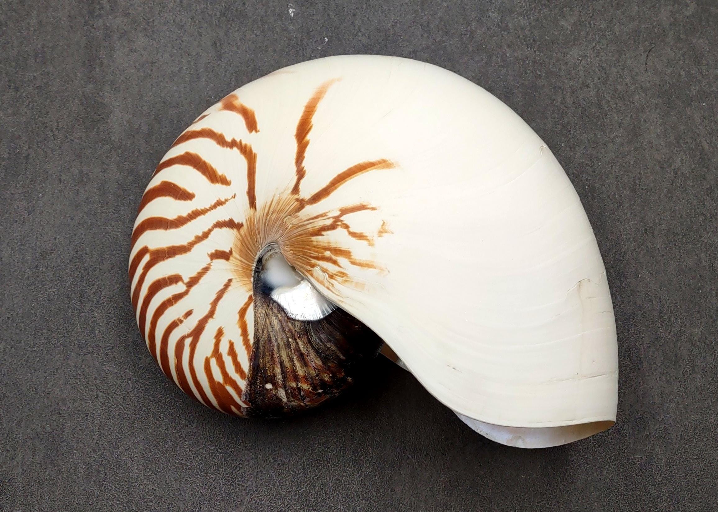 Natural Nautilus Seashell Nautilus Pompilius (1 Shell Approx. 7+ Inches ...