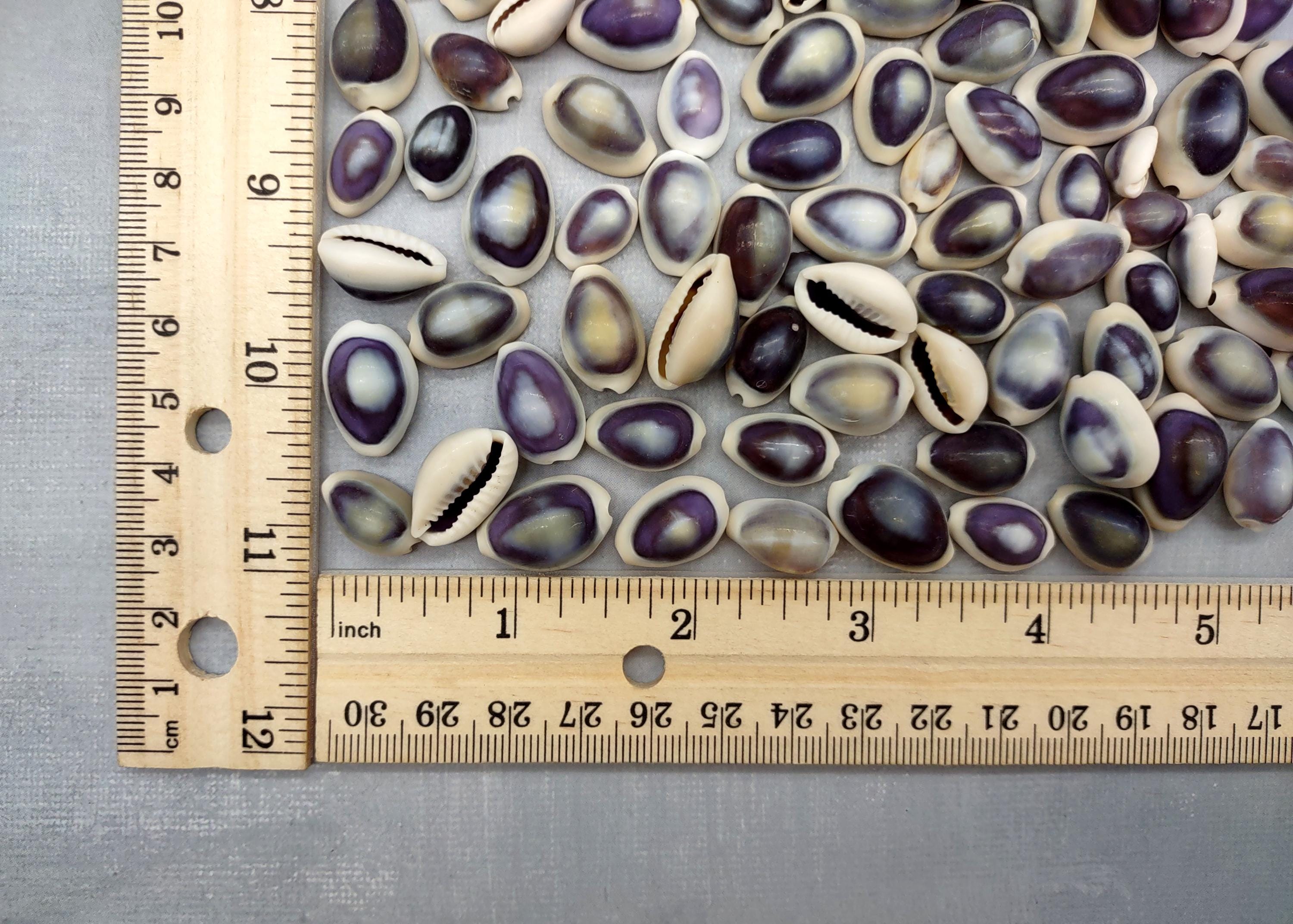 Purple Top Cowrie Seashells Bulk Cypraea Annulus (approx. Half Cup ...
