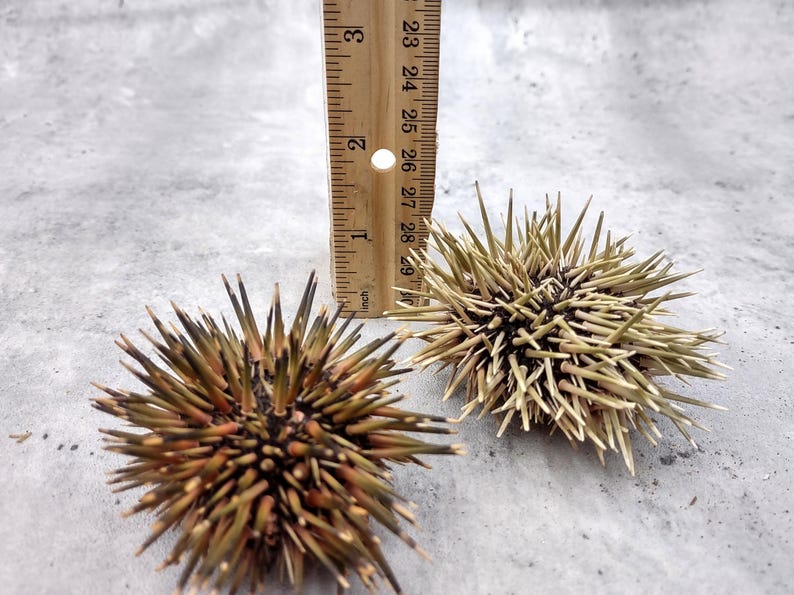 Burrowing Sea Urchin With Spines Echinometra Mathaei (2 Urchins Approx ...