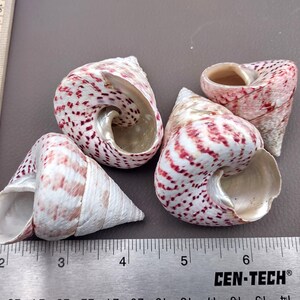 Strawberry Trochus Seashells Red White Rochia Conus (4 Shells Approx. 1 ...