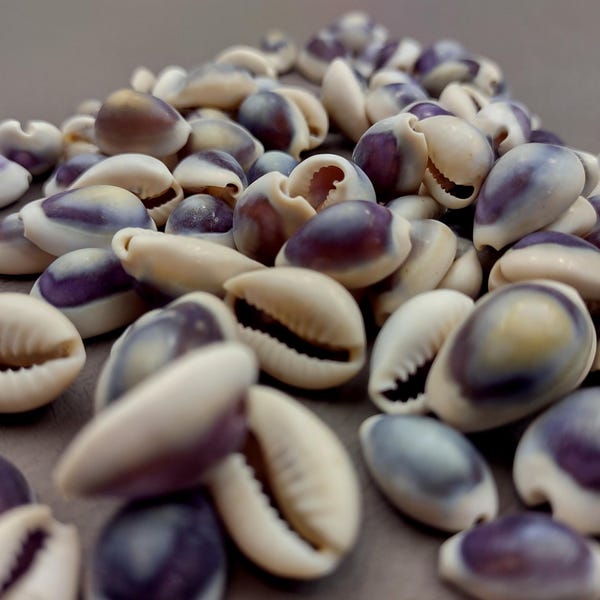 Purple Cowrie - Etsy