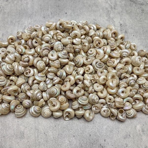 Trochus Shell - Etsy