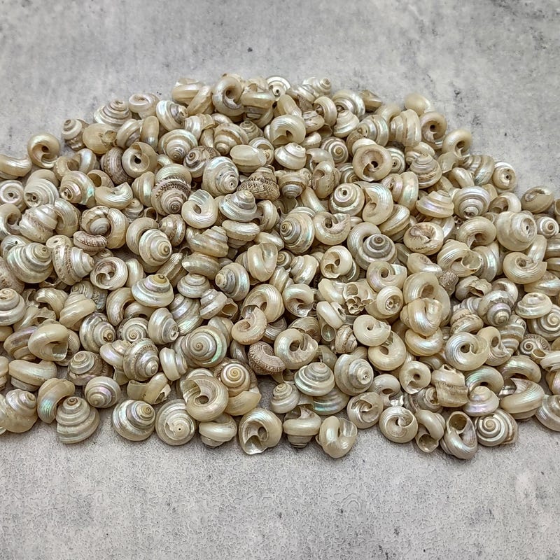 Trochus Shell - Etsy