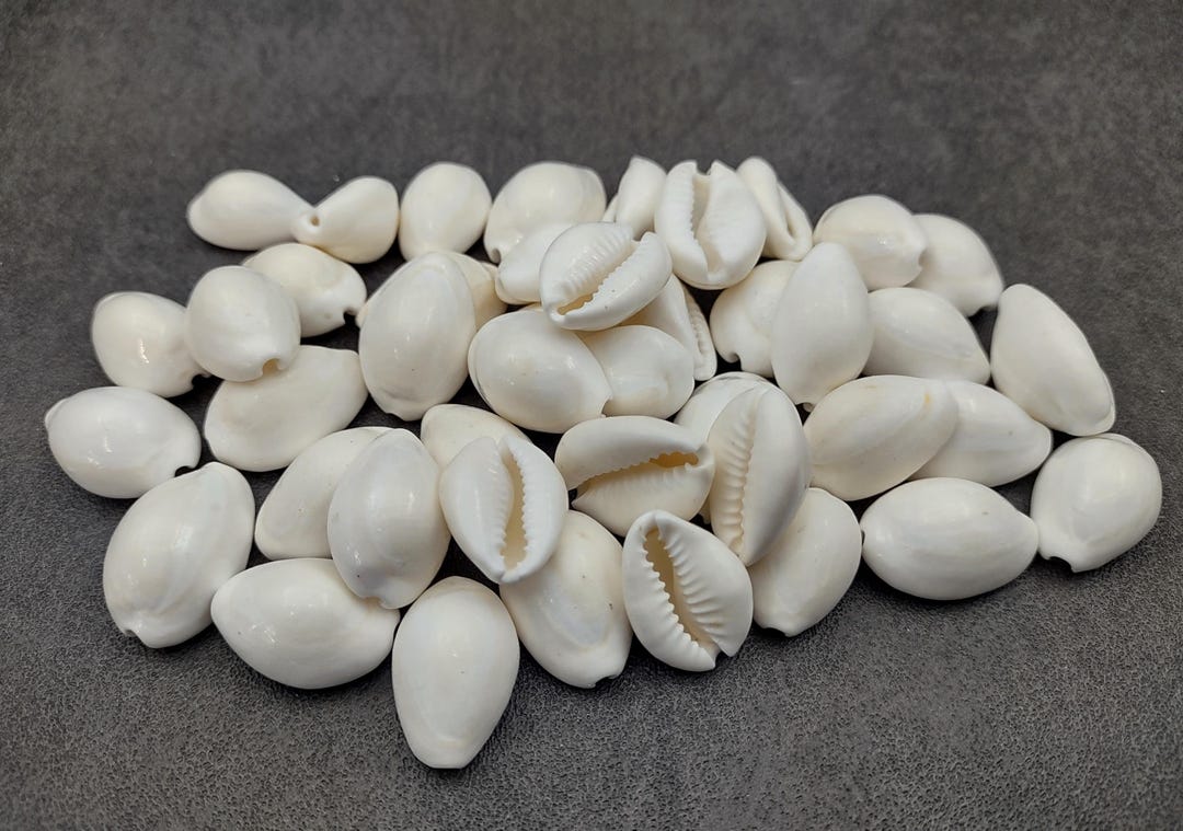 White Cowrie Seashells Cypraea Annulus 40 Shells Approx. 0.5 Inch ...