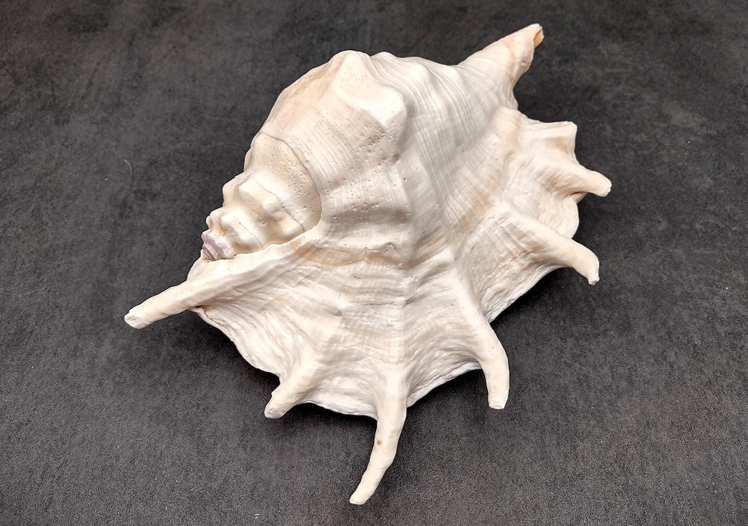 Giant Spider Conch Seashell XL Lambis Truncata (1 Shell Approx. 8 ...