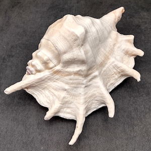Giant Spider Conch Seashell XL Lambis Truncata (1 Shell Approx. 8 ...