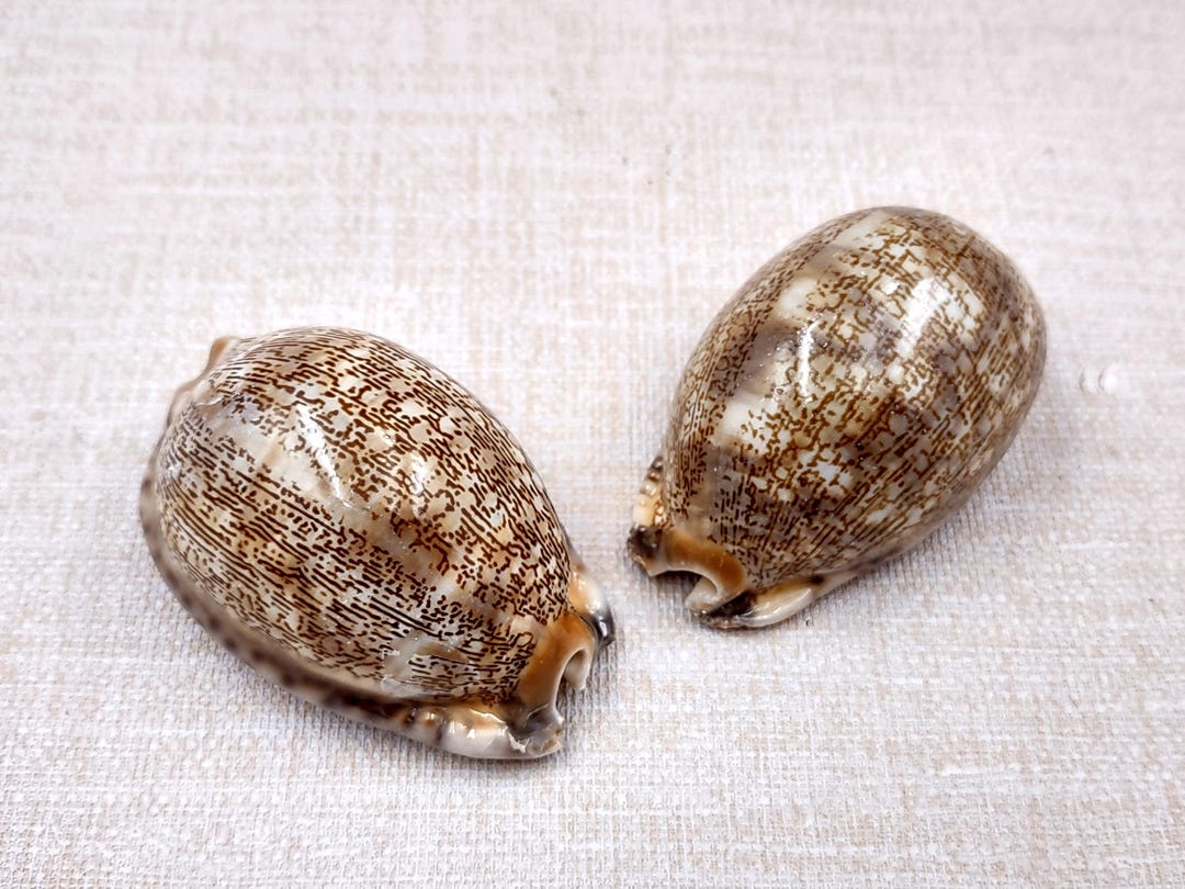 Large Arabic Cowrie Seashells Cypraea Arabica 2 Shells Approx. 2 Inches ...