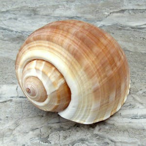 Large Tun Seashell Tonna Oleria 1 Shell Approx. 4.5 Inches Perfect ...
