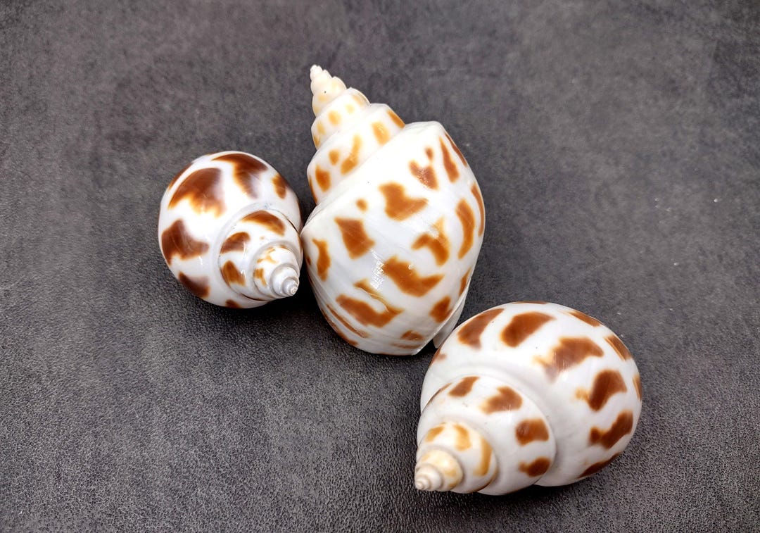 Areola Babylon Seashells XL - Babylonia Areolata - (3 Shells Approx. 2 ...