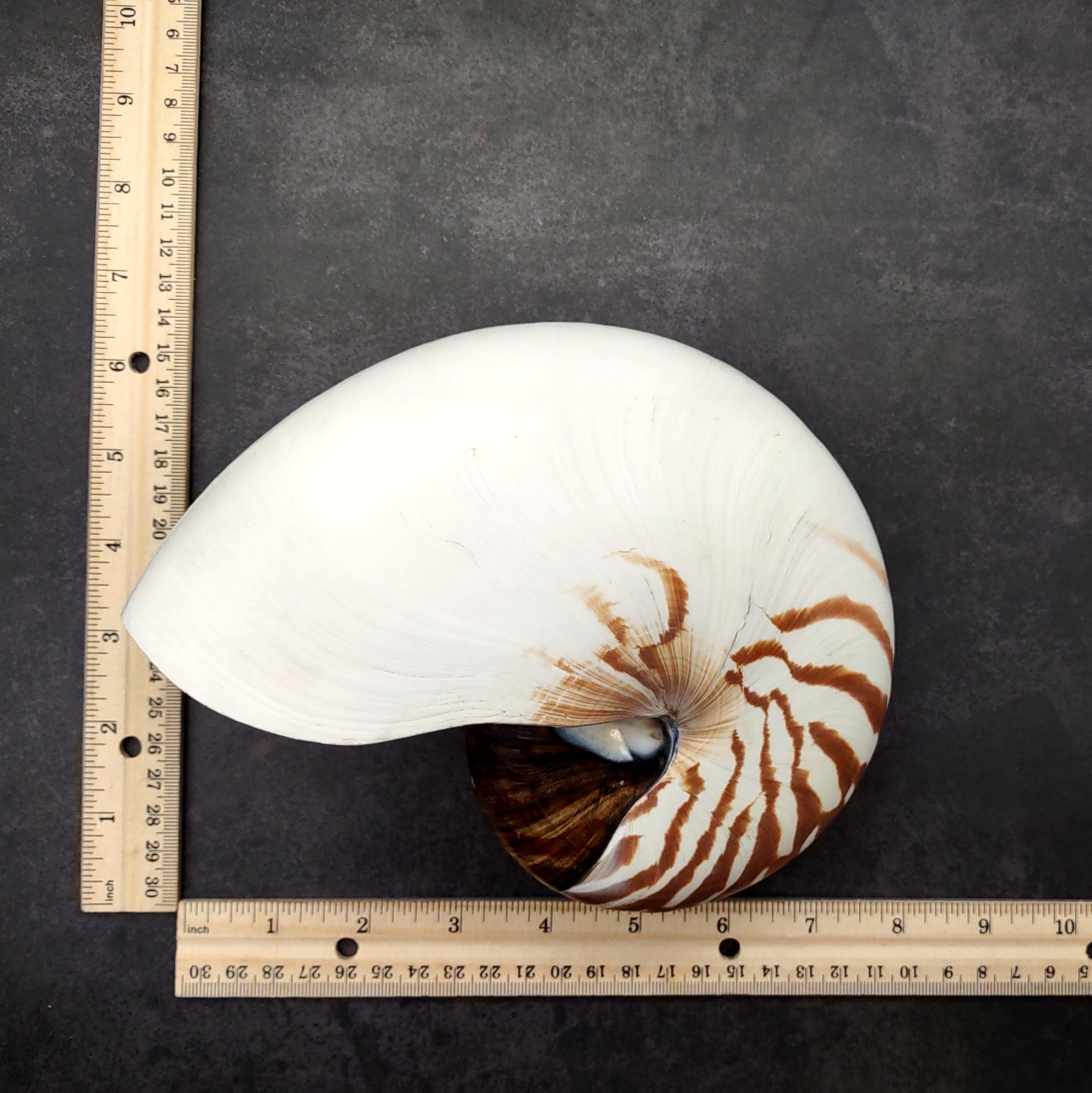 Natural Nautilus Seashell Nautilus Pompilius (1 Shell Approx. 7.5 ...