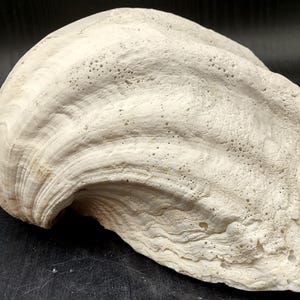 Giant Clam Shell Half (1 Half Shell Approx. 15.25L X 4.5H X 9.5D Inches ...