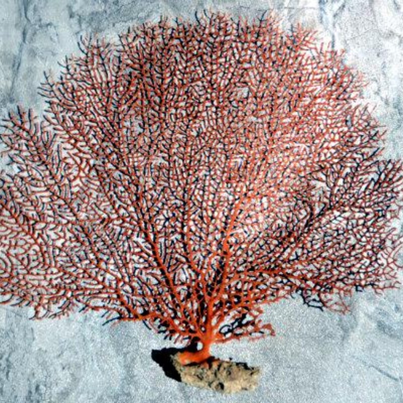 Red Sea Fan - Etsy