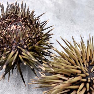 Burrowing Sea Urchin With Spines Echinometra Mathaei (2 Urchins Approx ...