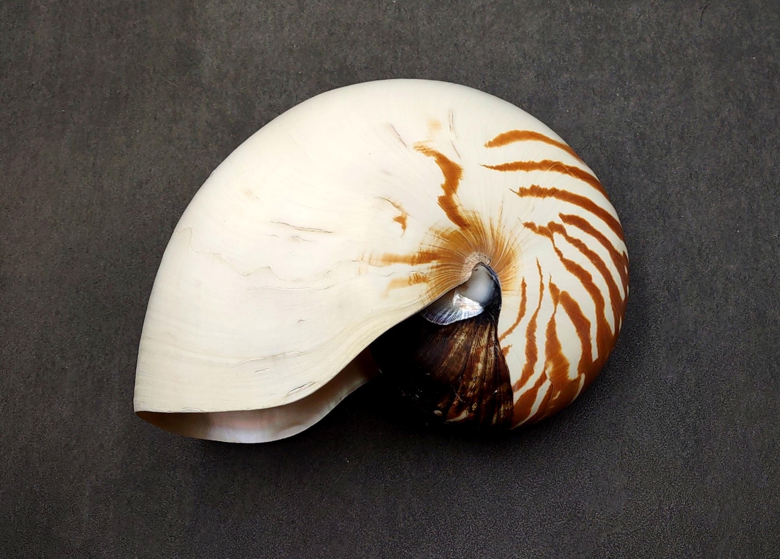 Natural Nautilus Seashell Nautilus Pompilius (1 Shell Approx. 7+ Inches ...
