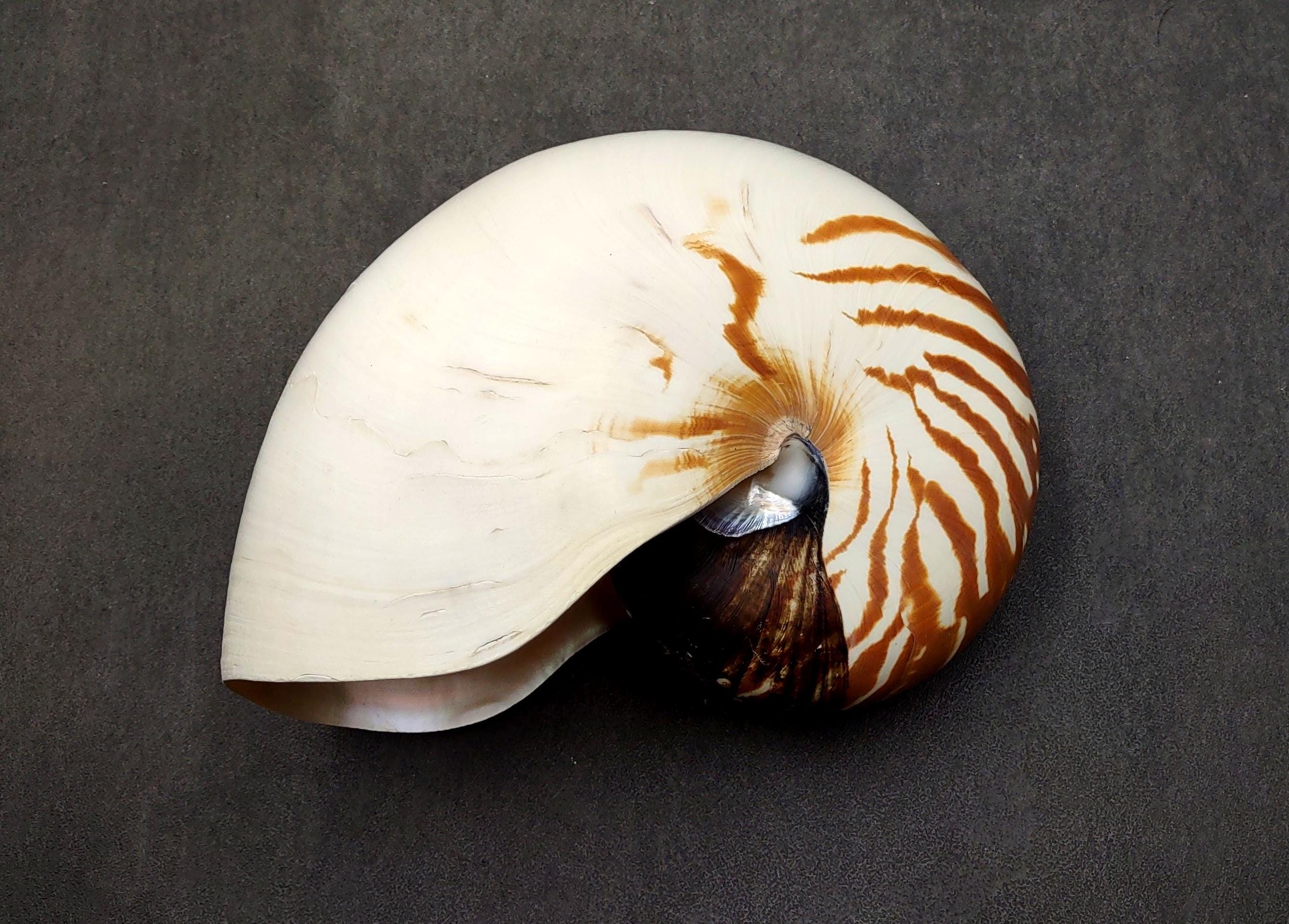 Natural Nautilus Seashell Nautilus Pompilius (1 Shell Approx. 7+ Inches ...