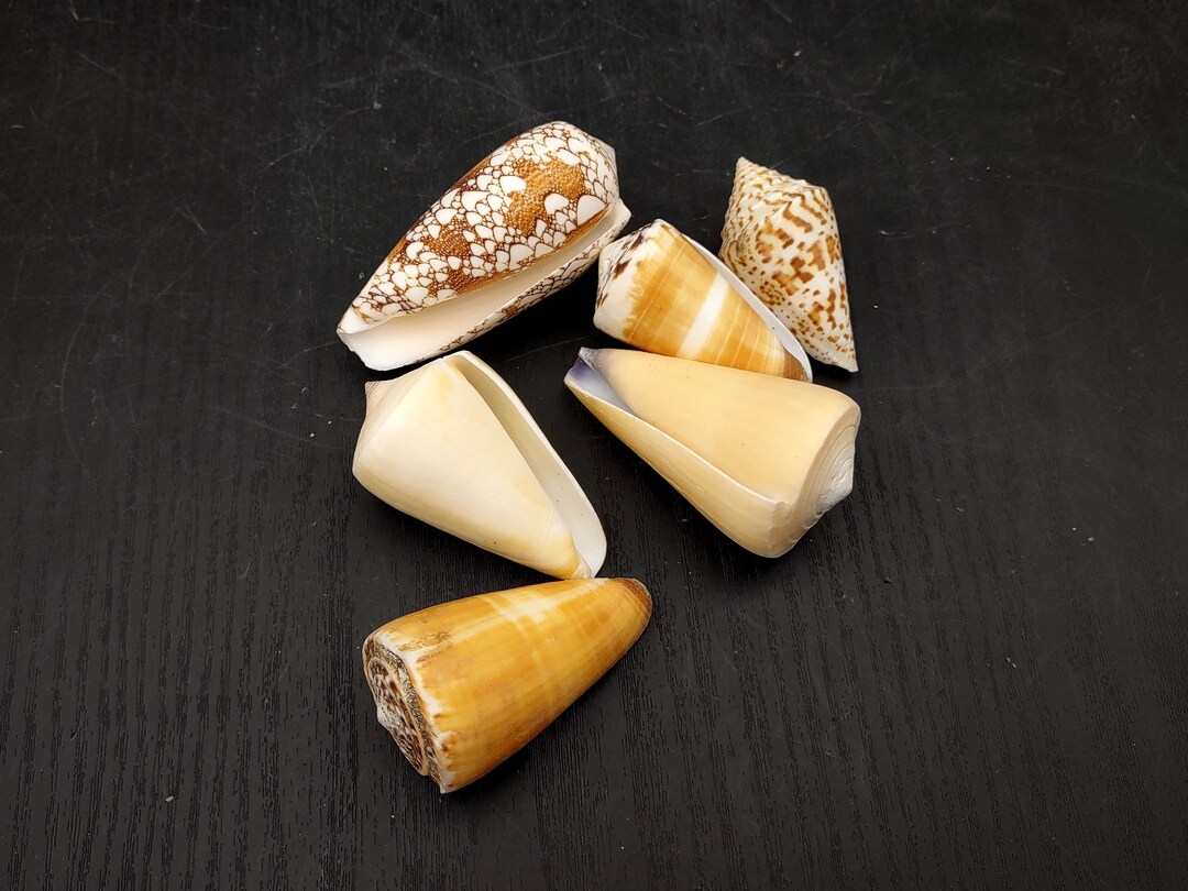 Cone Seashell Small Assorted Mix (6 Shells Approx. 1.5+ Inches ...