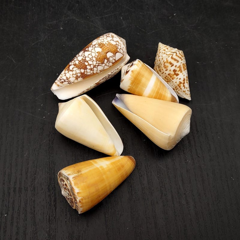 15 Cone Shells - Etsy