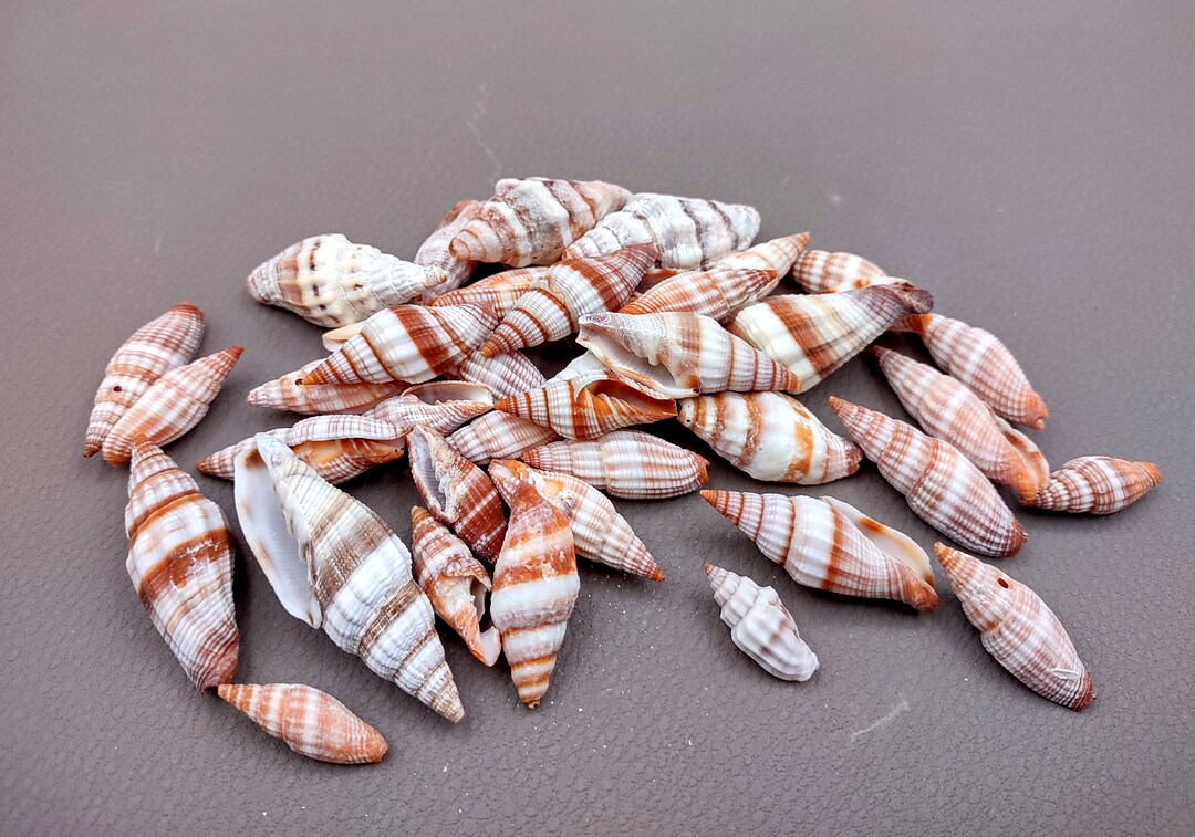 Assorted Miter Shells White Striped Seashells approx. 20 Shells 1 ...