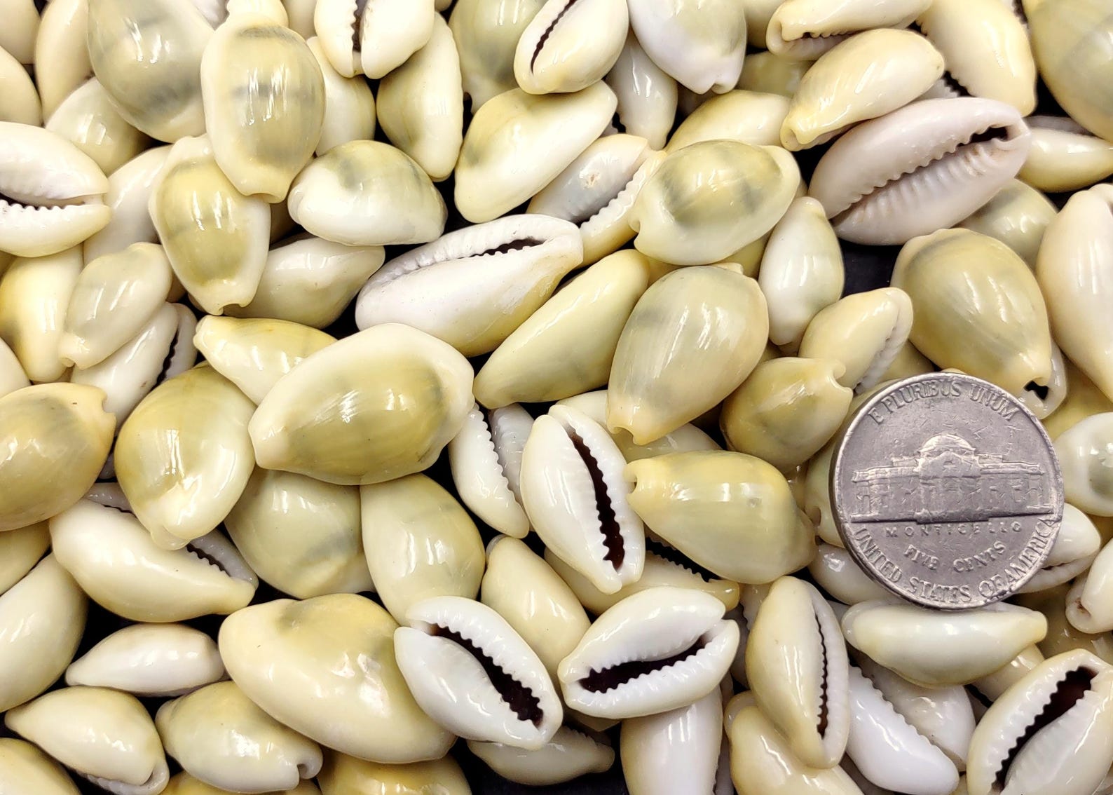 Money Cowrie Seashells Bulk Cypraea Moneta (approx. Half Cup 35+ Shells ...