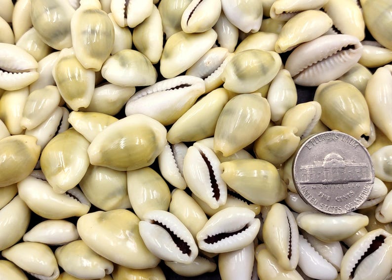 Money Cowrie Seashells Bulk Cypraea Moneta (approx. Half Cup 35+ Shells ...