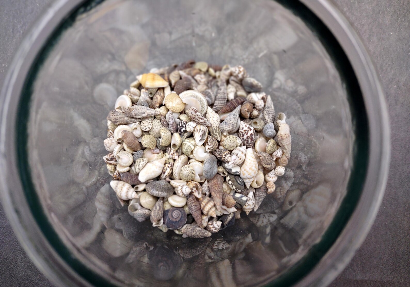 Extra Tiny Seashell Assorted Ocean Mix (approx. 1 Kilogram Shells 0.25 ...
