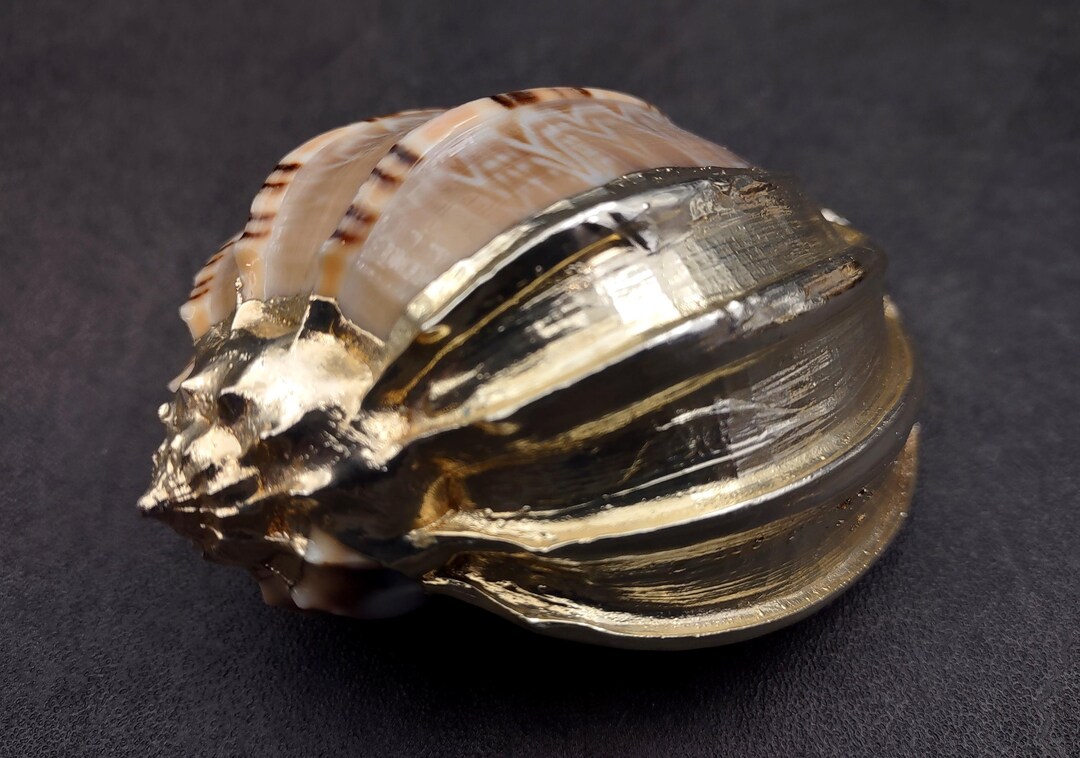 Silver Plated Major Harp Seashell Harpa Harpa (1 Shell Approx. 3 ...