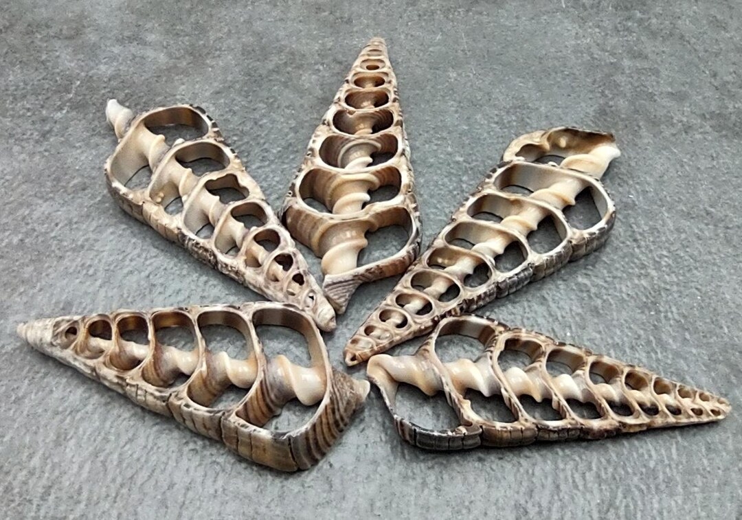 Center Cut Sliced Telescope Seashells Telescopium 5 Shells Approx. 2 ...