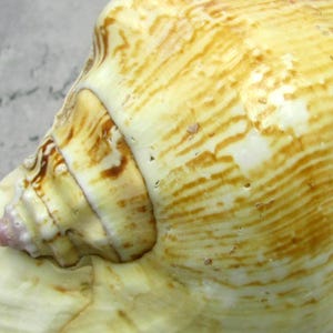Strombus Pacific Conch Seashell Strombus Latissmus 1 Shell Approx. 5 ...