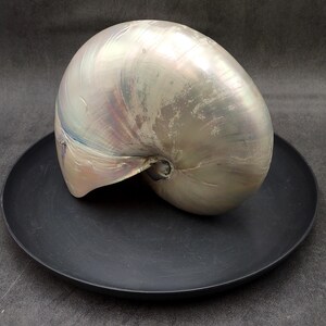 Pearlized Nautilus Seashell Polished Nautilus Pompilius (1 Shell Approx ...