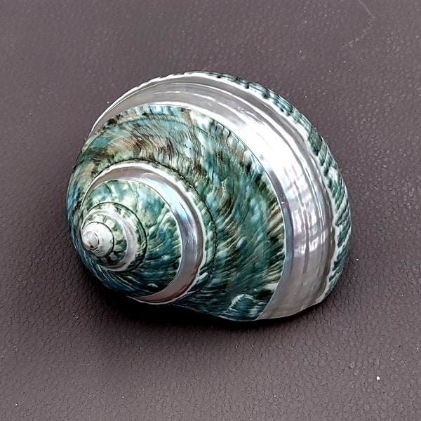 Green Seashells - Etsy