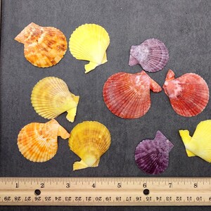 Noble Scallop Seashells Pecten Nobilis (10 Shells Approx. 1.5+ Inches ...