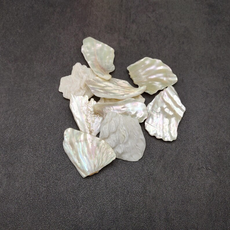 White Abalone Pearlized Assorted Pieces (10 Pieces Approx. 0.75+ Inches ...