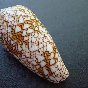 Cloth of Gold Cone Seashell Conus Textile 1 Shell Approx. - Etsy