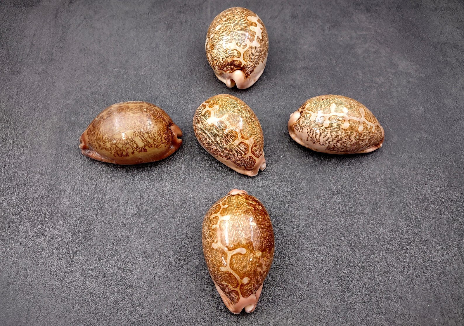 Ancient Map Cowrie Seashell Brown Cypraea Mappa (1 Shell Approx. 2.5 ...
