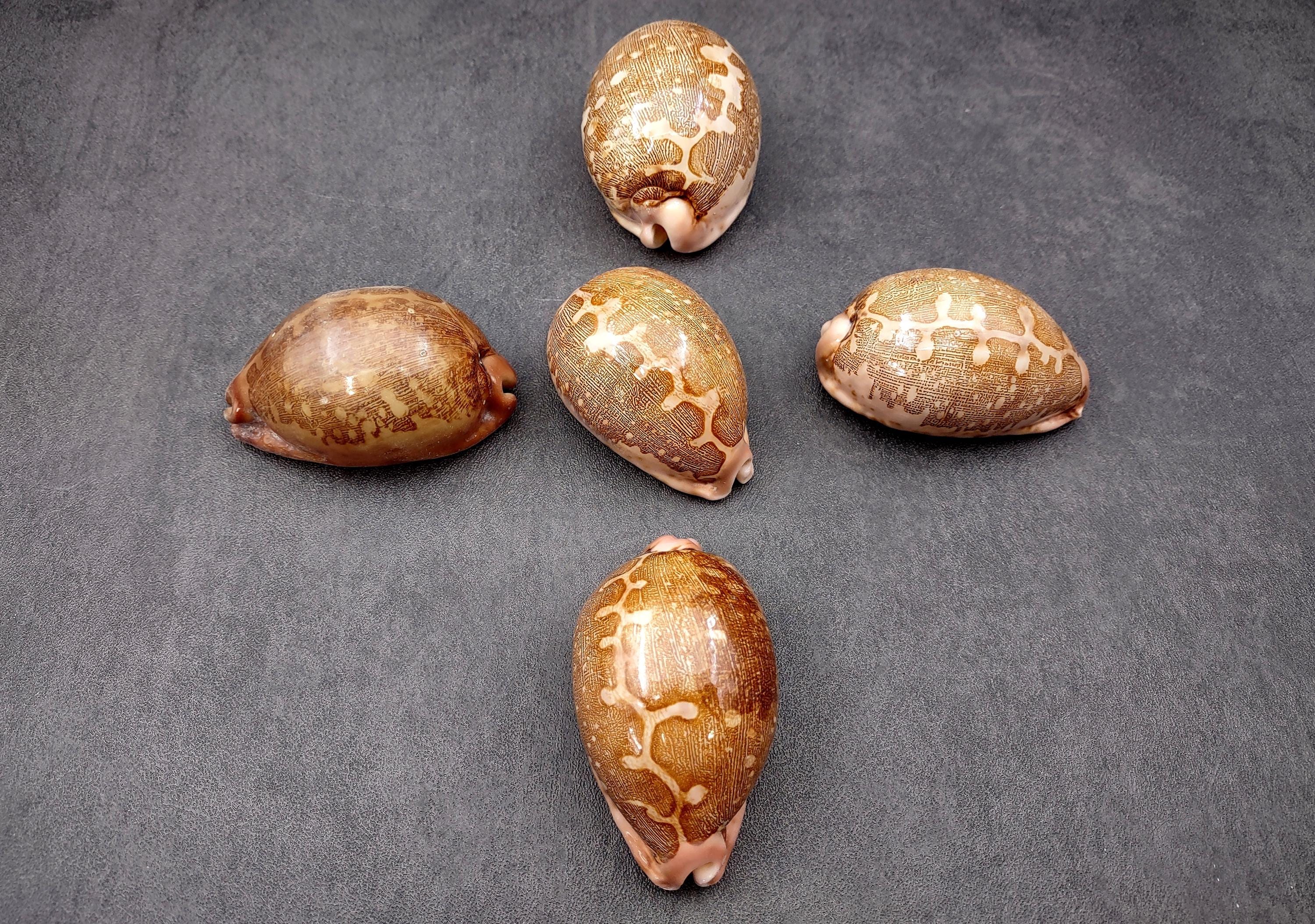 Ancient Map Cowrie Seashell Brown Cypraea Mappa (1 Shell Approx. 2.5 ...