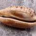 Tortoise Cowrie Seashell Cypraea Testudinaria (1 Shell Approx. 4 ...