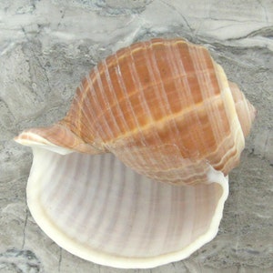 Large Tun Seashell Tonna Oleria 1 Shell Approx. 4.5-5.5 Inches - Etsy