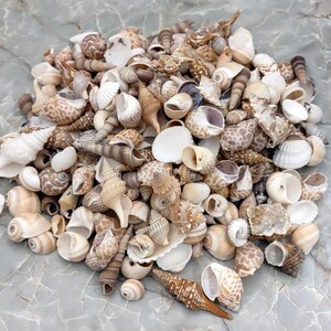 Small Seashell Assorted Ocean Mix (approx. 1 Kilogram 300+ Shells 0.5 ...