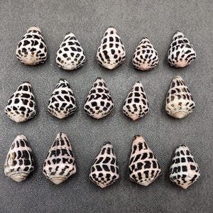 Large Hebrew Cone Seashells Conus Ebraeus White Black Spots (5 Shells ...