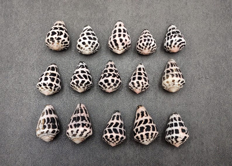 Large Hebrew Cone Seashells Conus Ebraeus White Black Spots (5 Shells ...