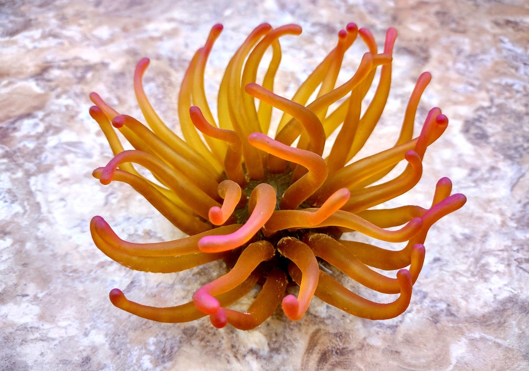 Green FAUX Anemone Condylactis Gigantea (1 FAKE Anemone Approx. 4W X 2 ...